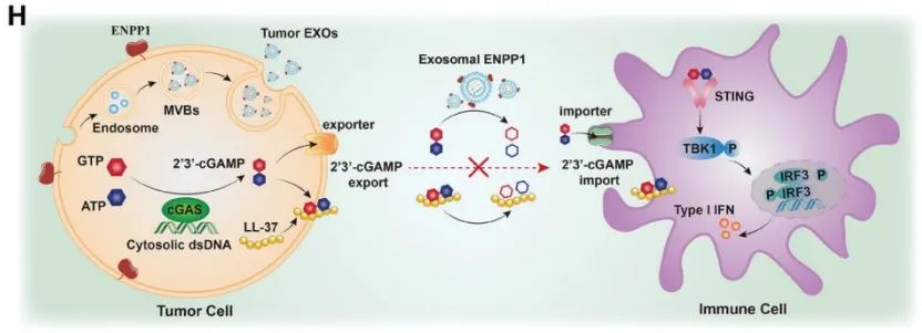 揭示肿瘤免疫逃避新分子机制 - 基因频道 - 推医汇